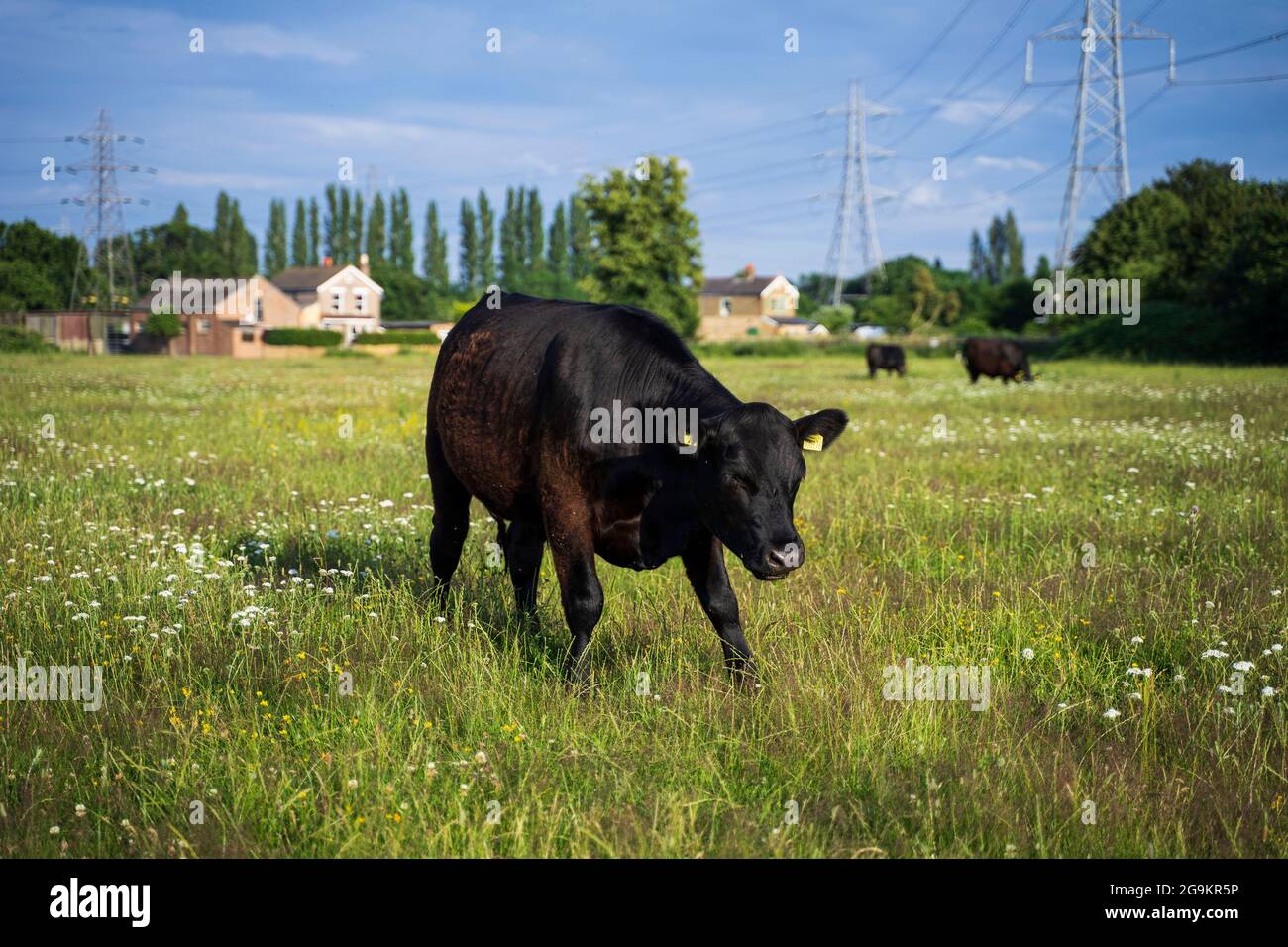 A summer evening view of a British farm, taken in staines, surrey ...