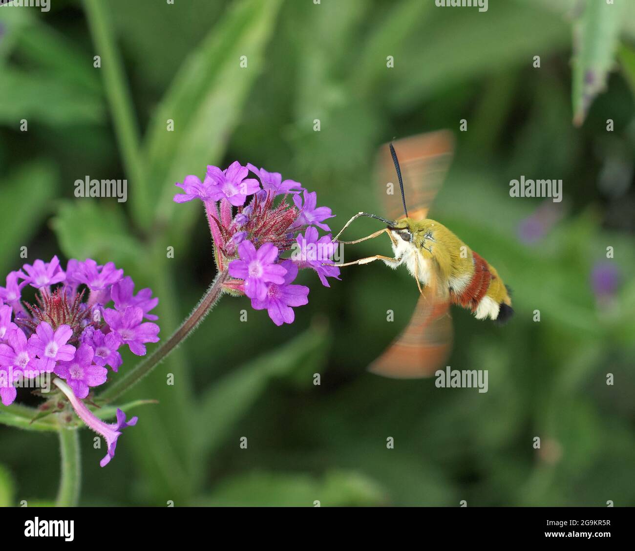 Clearwing hummingbird moth hi-res stock photography and images - Alamy