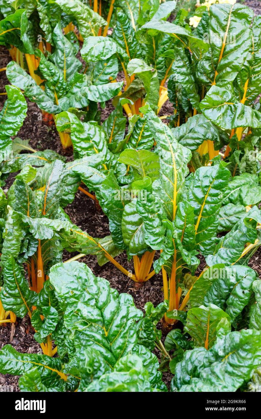 Beta vulgaris sub-species cicla Chard 'Bright yellow'. Chard, rainbow ...