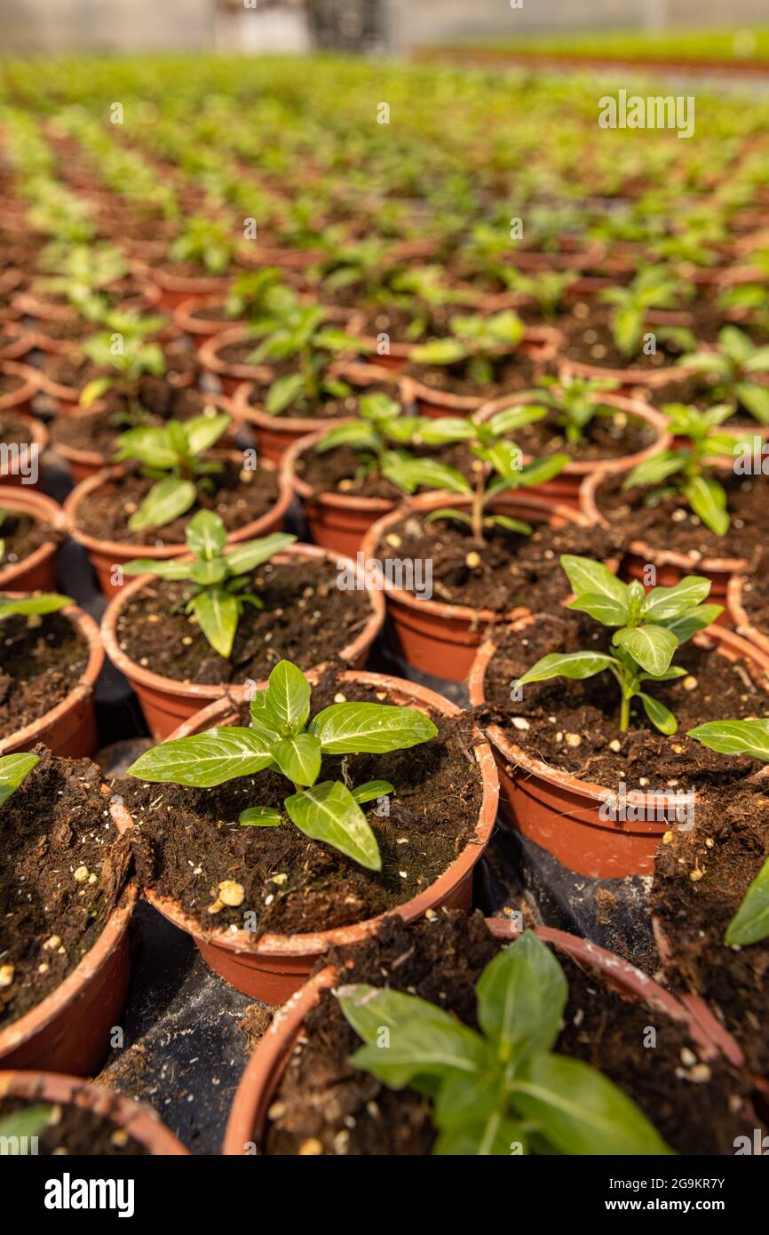 Young plants growing in a very large plant nursery Stock Photo - Alamy