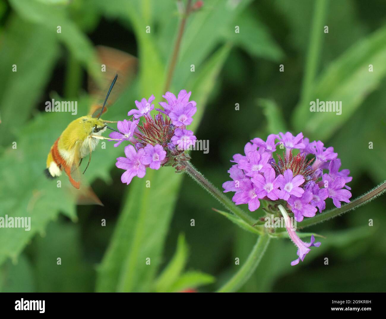 Hemaris thysbe, the hummingbird clearwing moth of the family Sphingidae ...