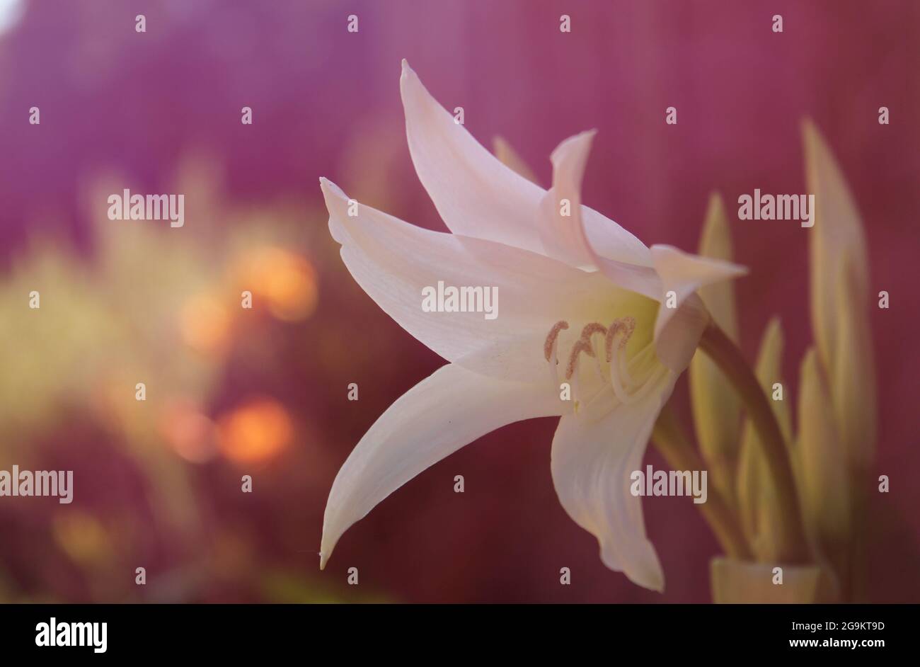 White Crinum Cape Lily in summer garden Stock Photo - Alamy