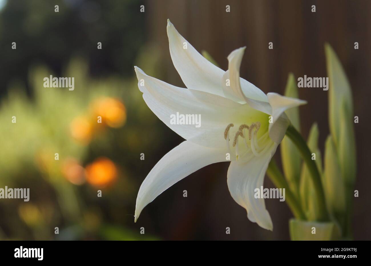 White Crinum Cape Lily in summer garden Stock Photo - Alamy