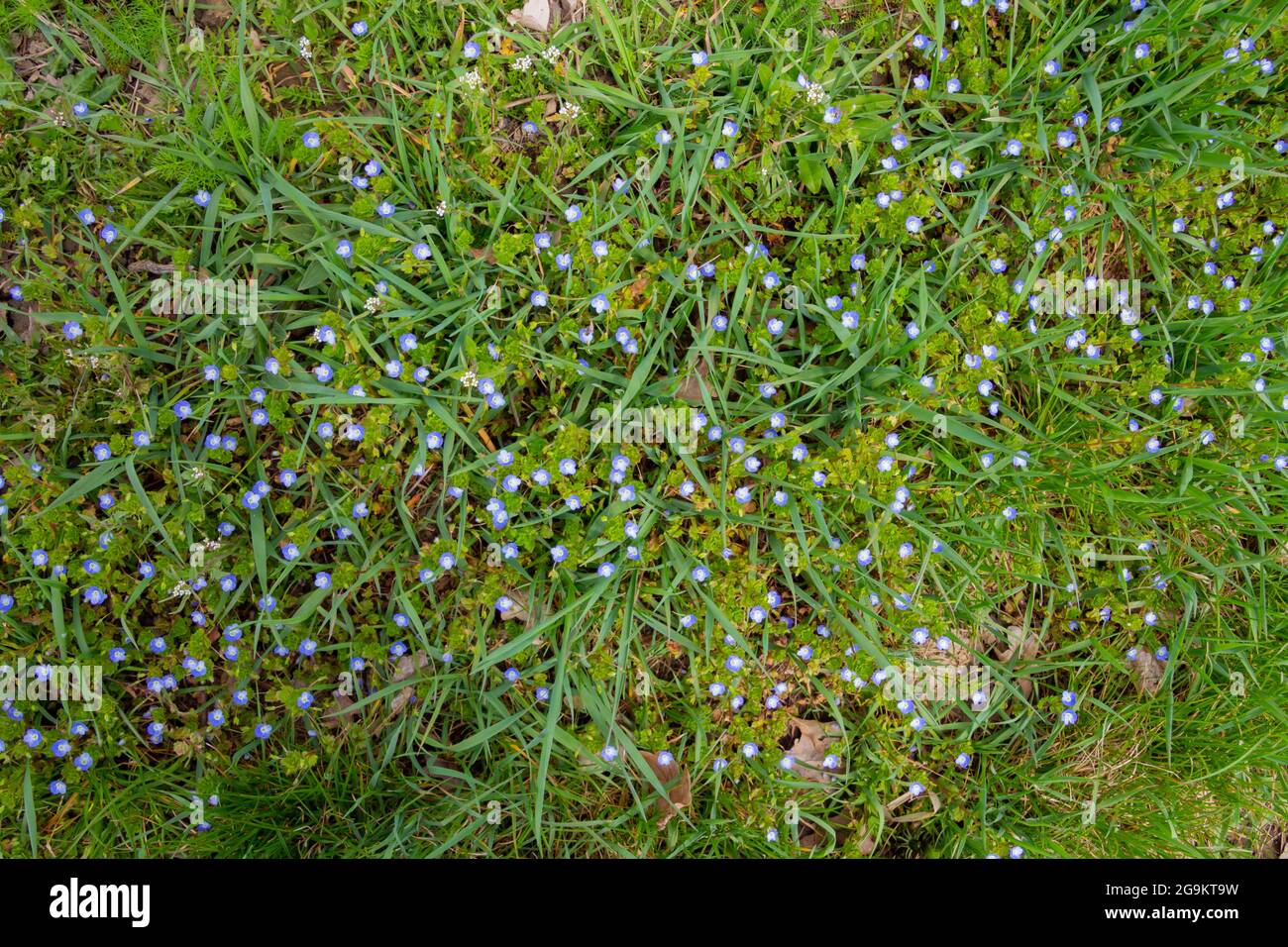 Blue blossoms of persian speedwell, also called Veronica persica or ...