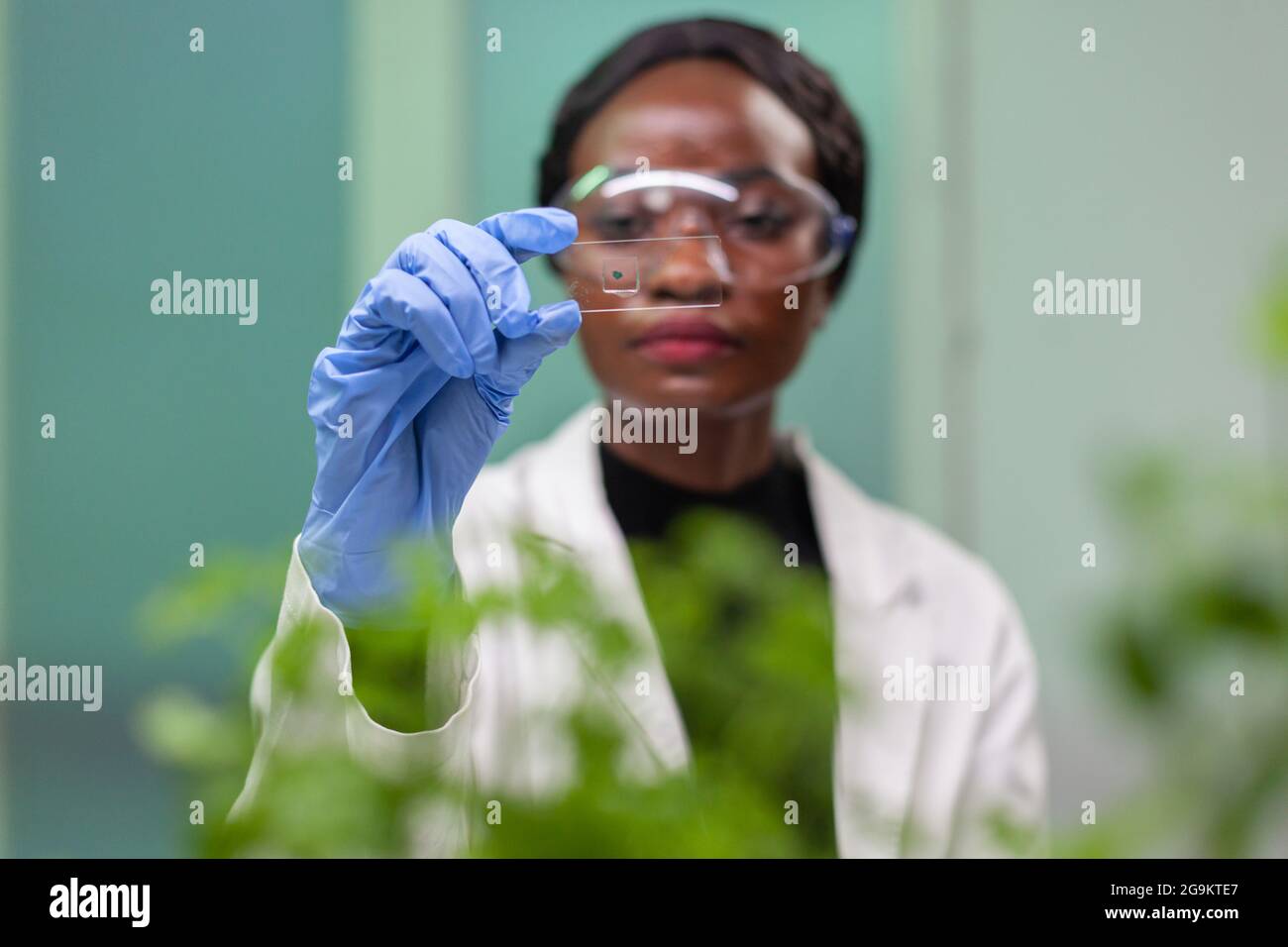 African botanist woman looking at genetic test sample for biological ...