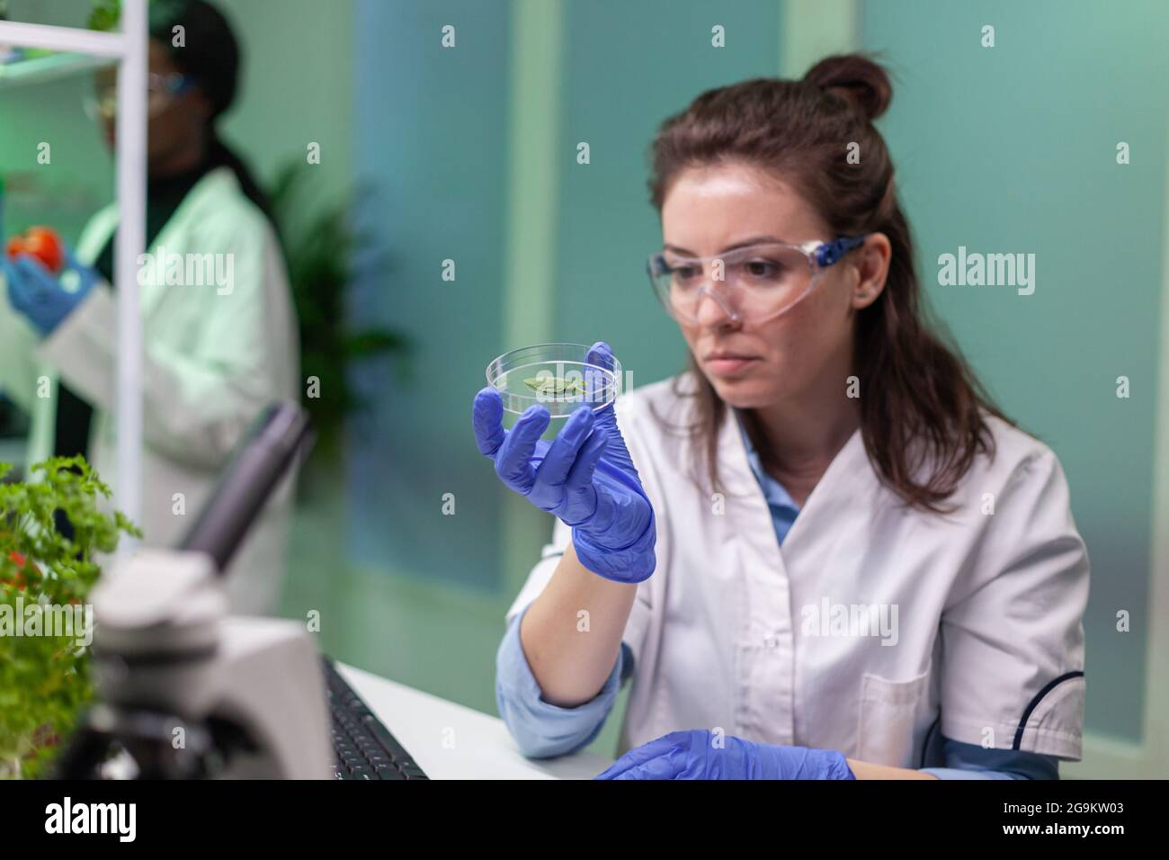 Botanist woman looking at petri dish with leaf sample checking gmo test ...