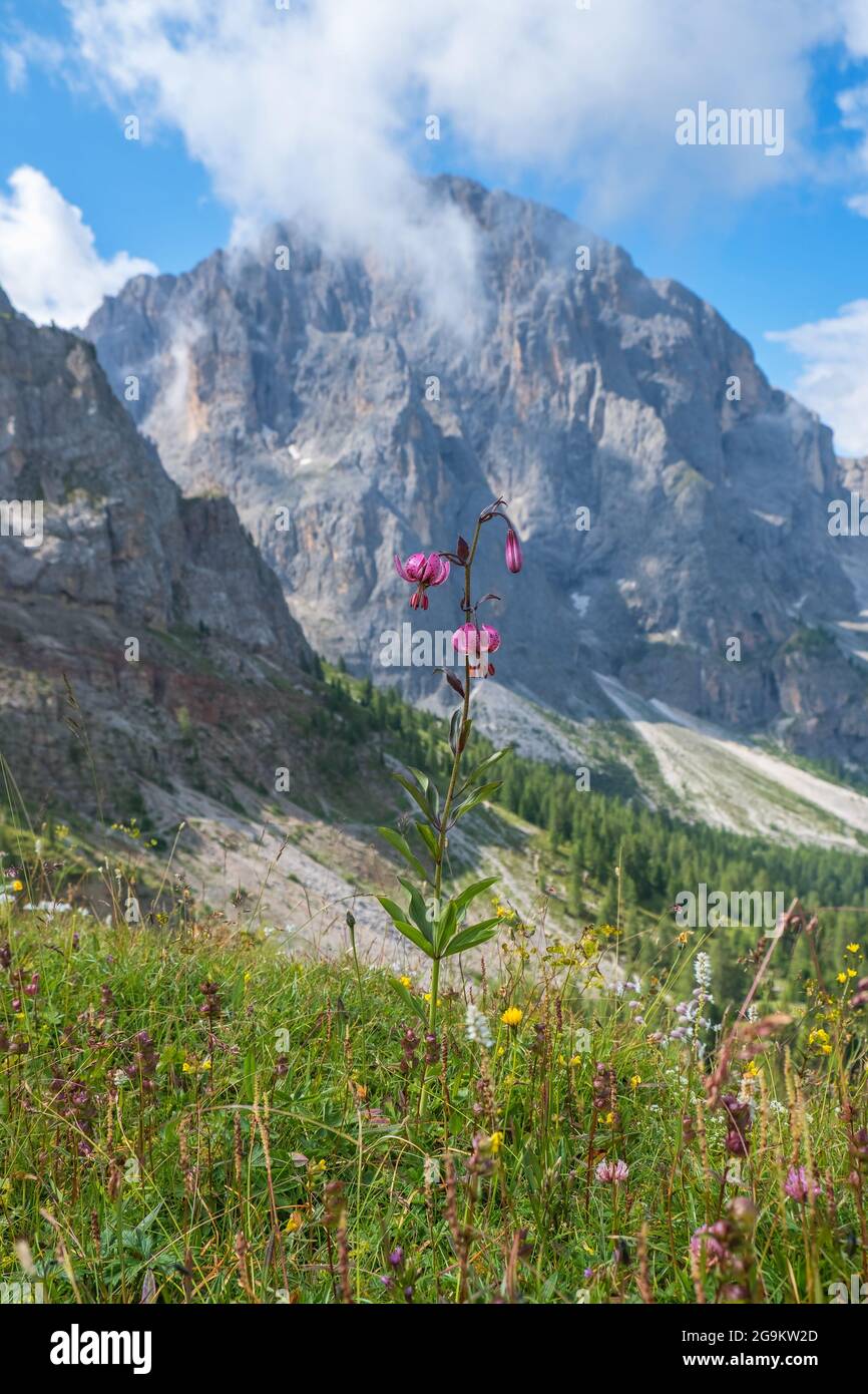 Martagon lily flower in a beautiful alps landscape Stock Photo - Alamy