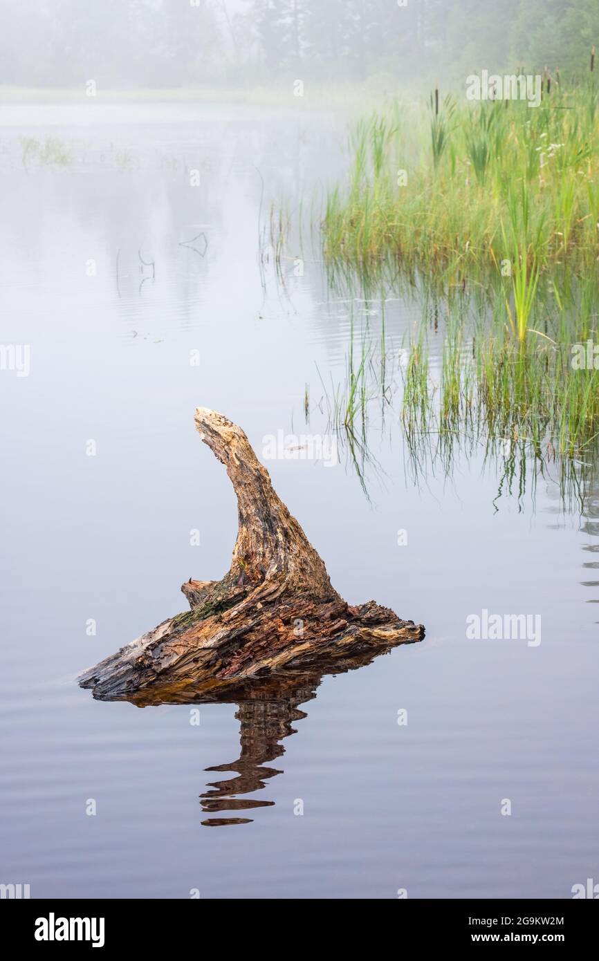 Old stump in the water Stock Photo - Alamy