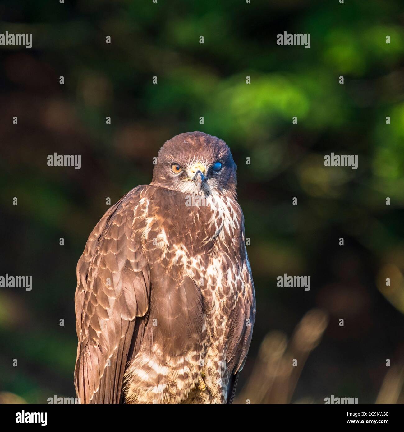 Buzzard looking camera hi-res stock photography and images - Alamy