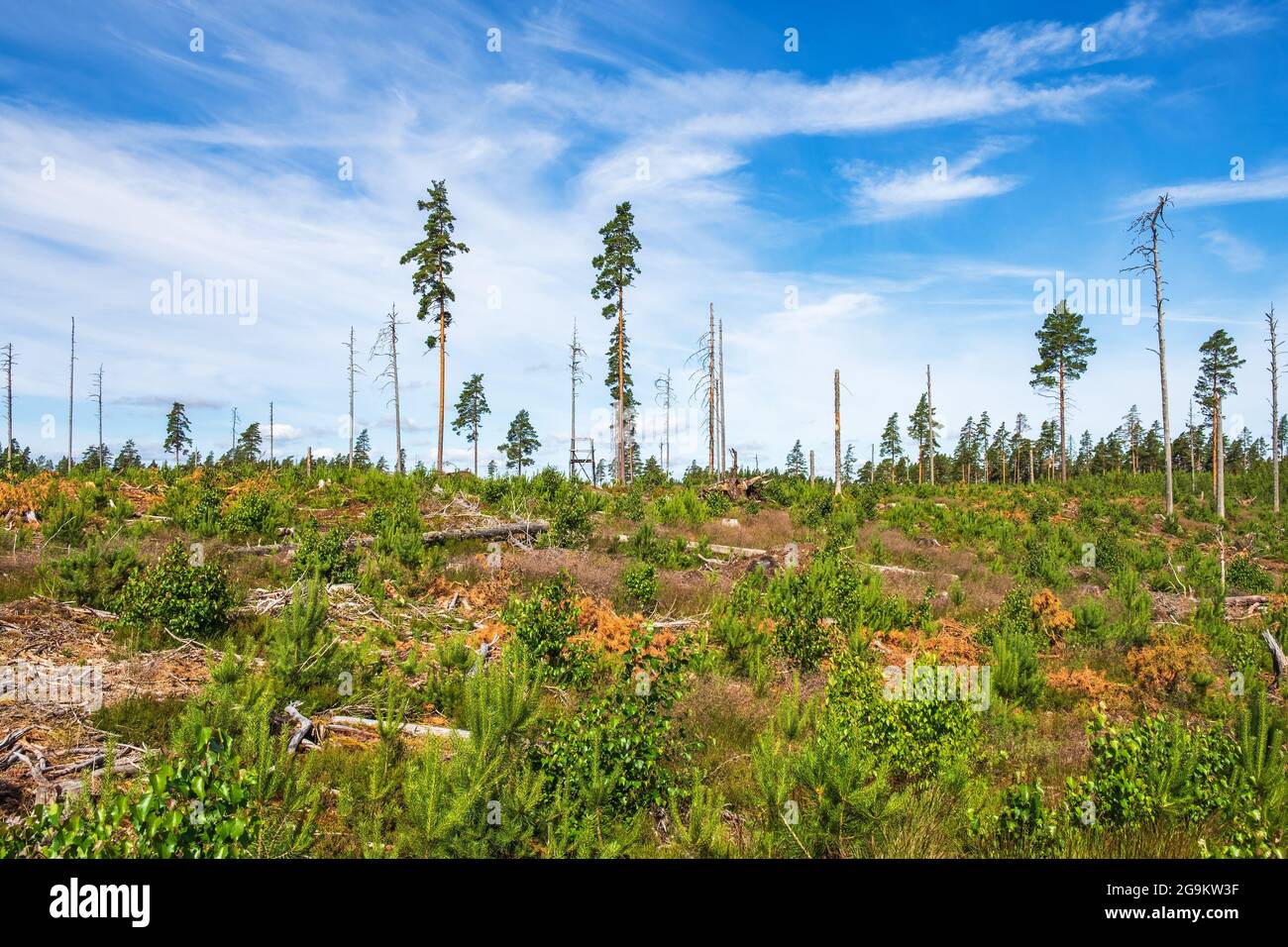 Clear cutting area in the woodland Stock Photo - Alamy