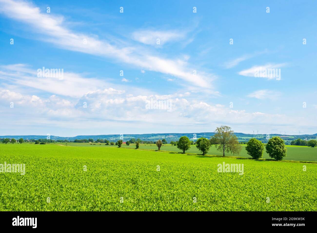 Green field with a treeline in a rural landscape view Stock Photo - Alamy