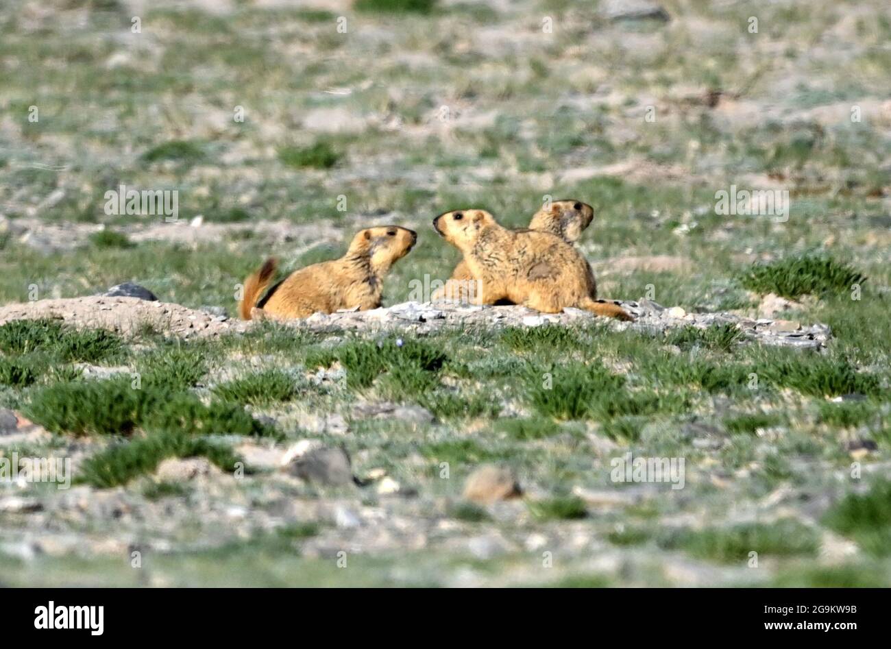 BAZHOU, CHINA - JULY 17, 2021 - Himalayan marmots compete at the foot ...