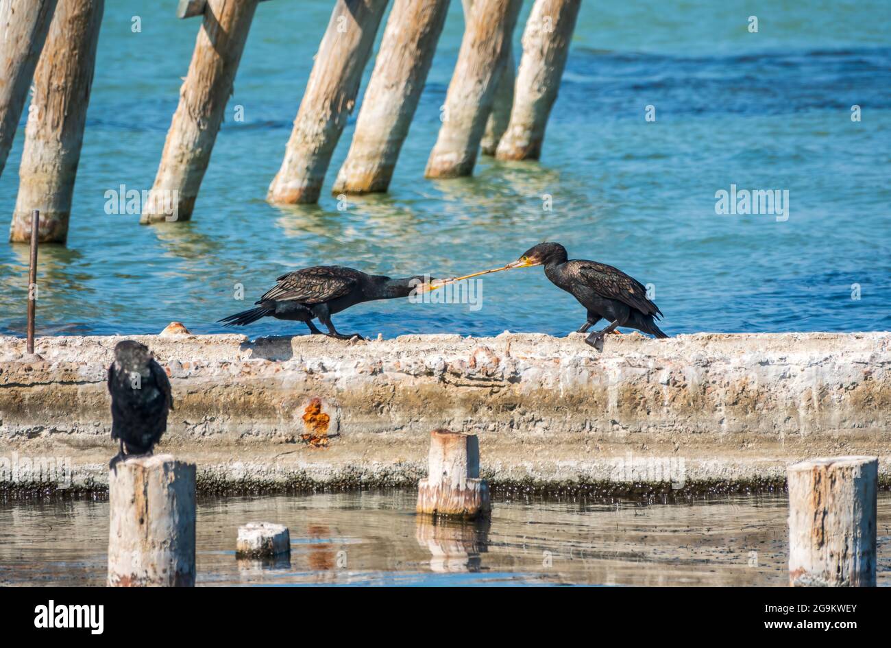 Two cormorants are pulling a stick. Two cormorants are playing on the ...