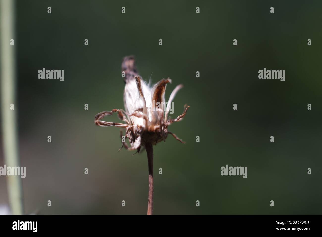 A withered flower int the garden Stock Photo - Alamy