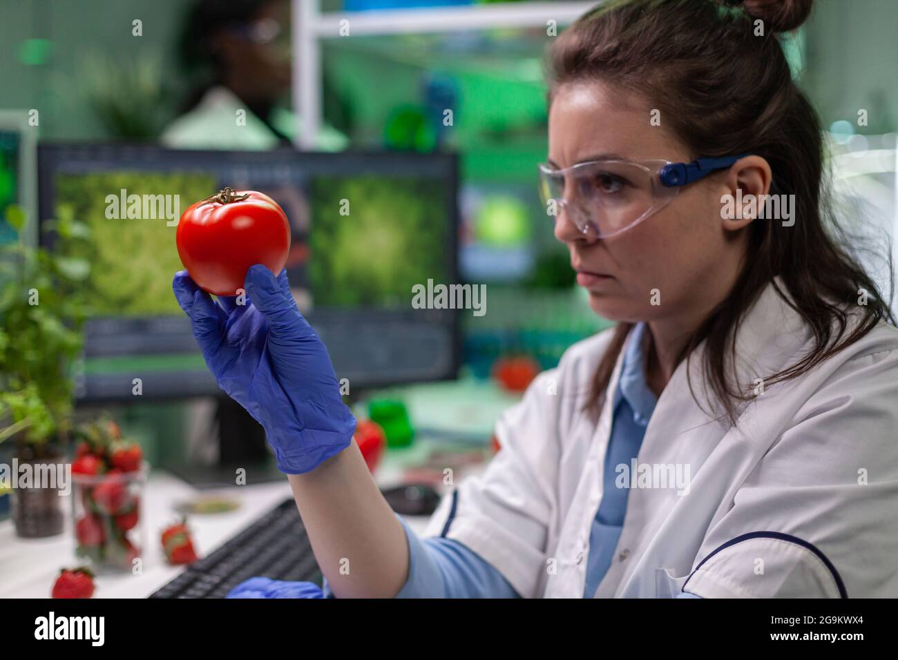 Front view of biologist reseacher woman analyzing tomato injected with ...