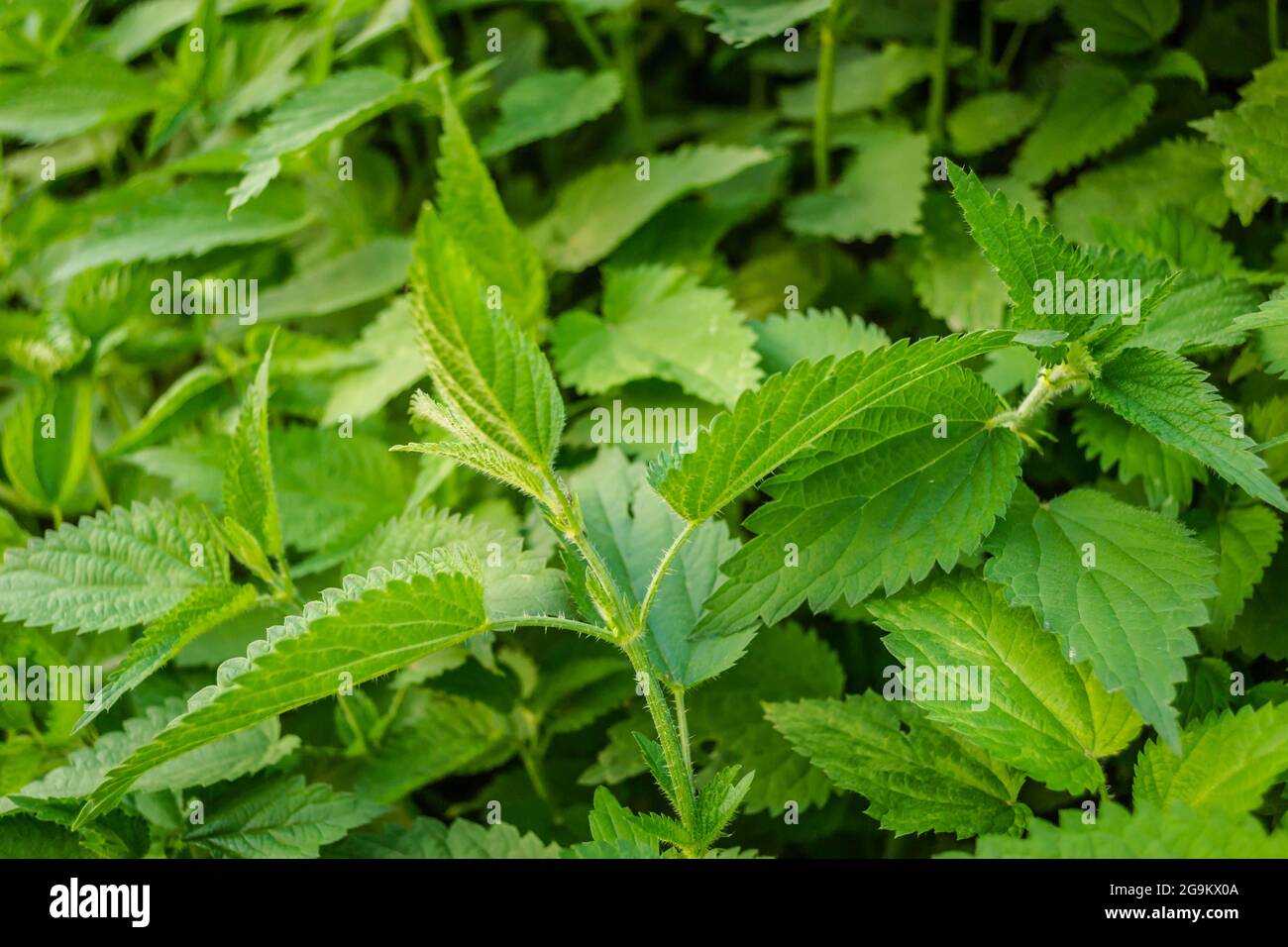 Beautiful spring wild nettle hi-res stock photography and images - Alamy