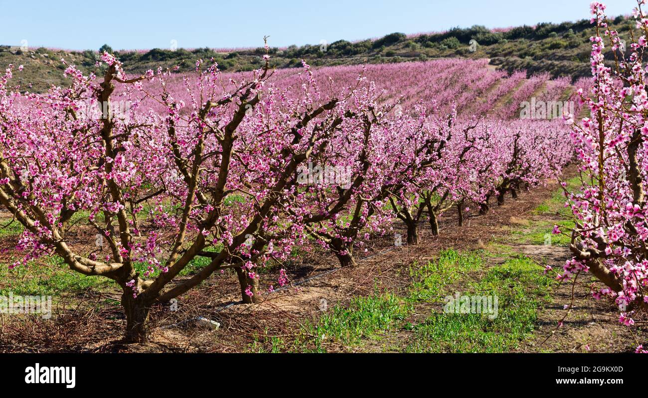 Peach trees grove hi-res stock photography and images - Alamy