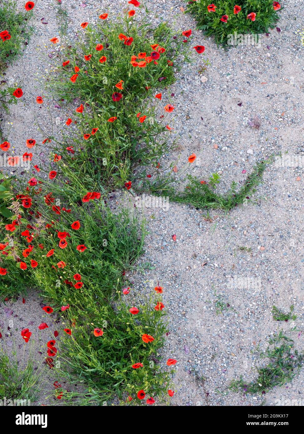 Overhead view of poppies Stock Photo - Alamy