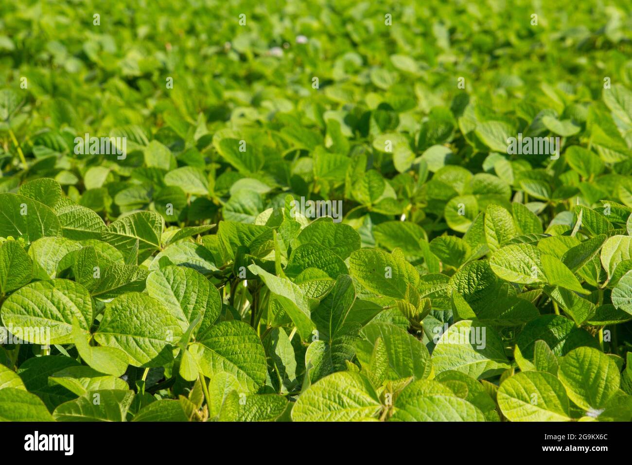 Field pattern hi-res stock photography and images - Alamy