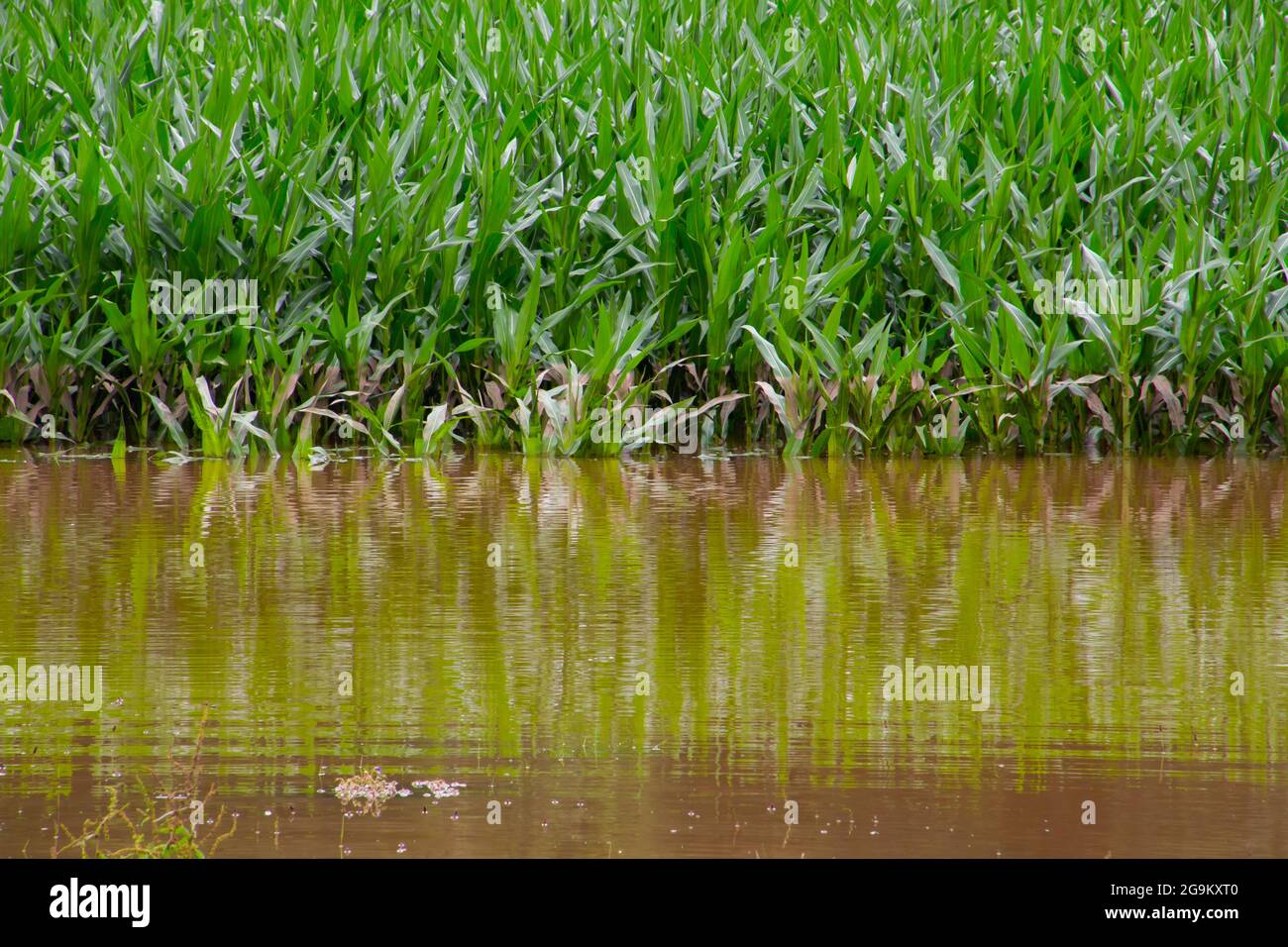 Flooded corn field after heavy rain in summer Stock Photo - Alamy