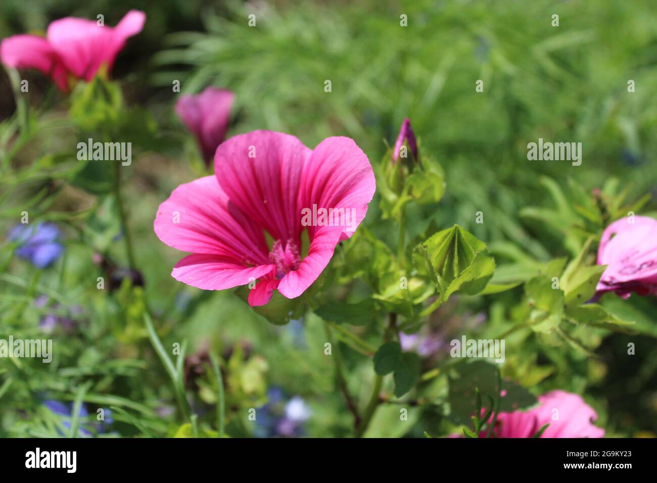 a mallow in the meadow Stock Photo - Alamy