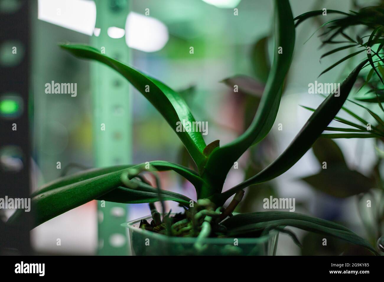 Pots with plants in biology experiment laboratory, scientific research ...