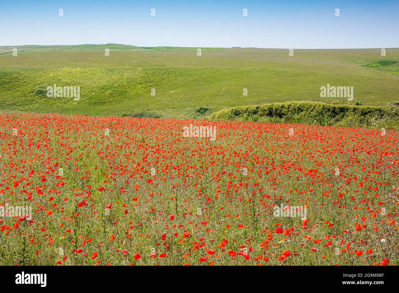 Agricultural weed hi-res stock photography and images - Alamy