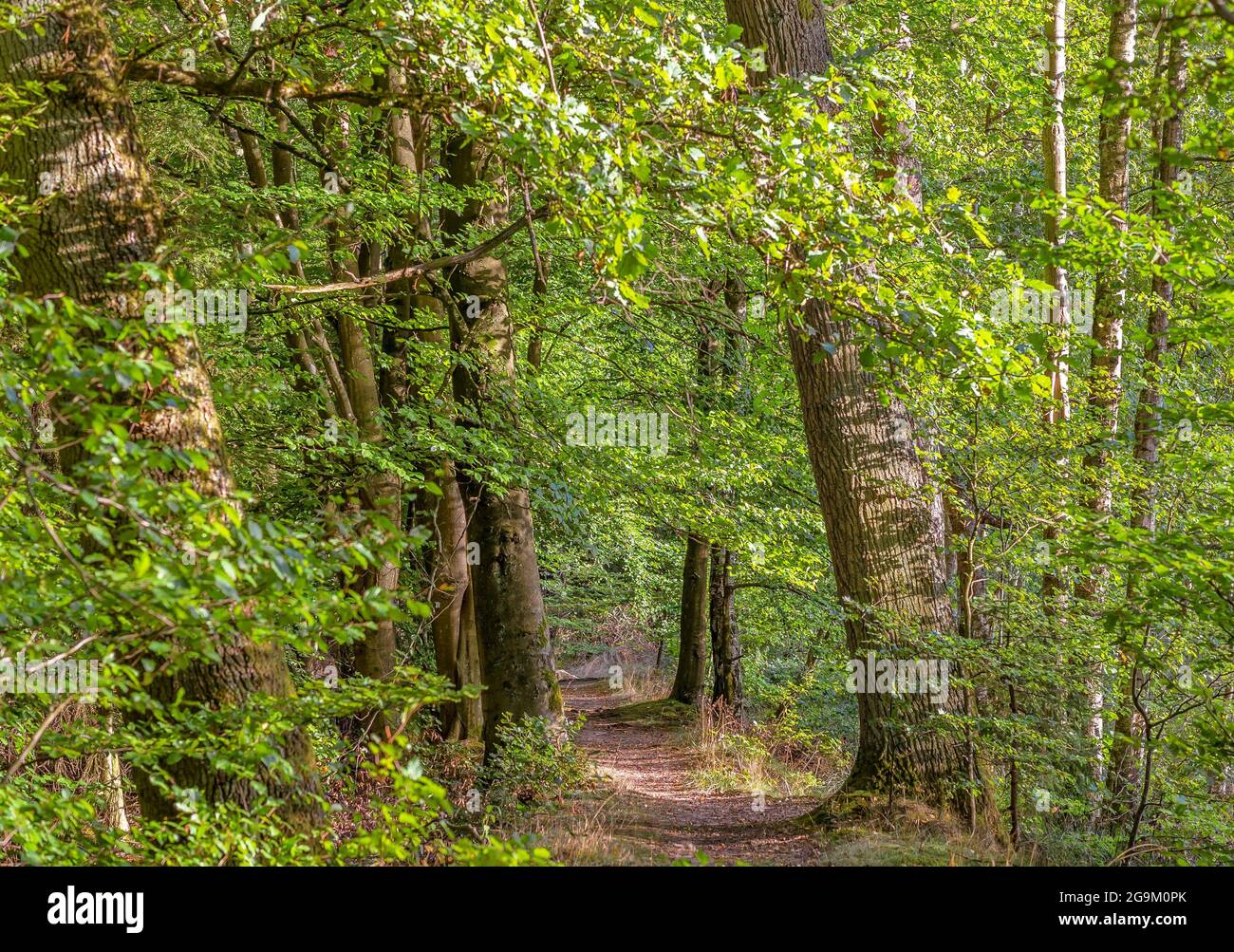 Narrow pathway in a lush green forest leading into the mysterious ...