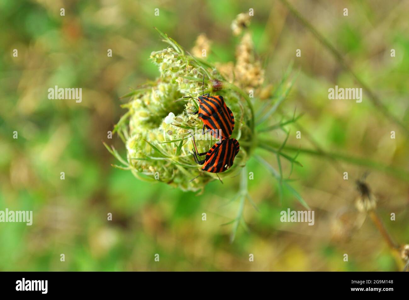Closeup shot of two red striped shield bugs on a flower Stock Photo - Alamy