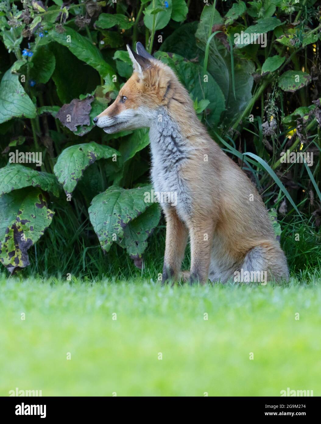 A wild Red Fox cub (Vulpes vulpes) sitting at edge of undergrowth, Warwickshire Stock Photo - Alamy
