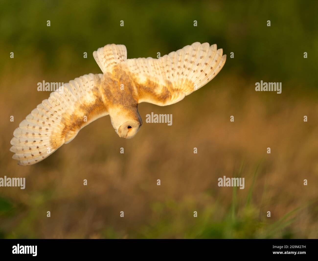 Barn owl looking down hi-res stock photography and images - Alamy