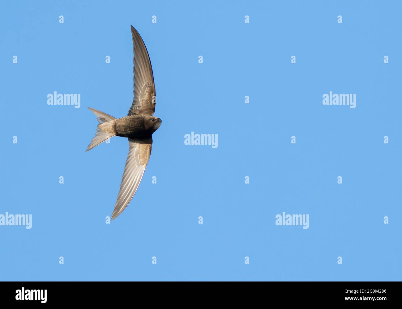 Swift insects hi-res stock photography and images - Alamy