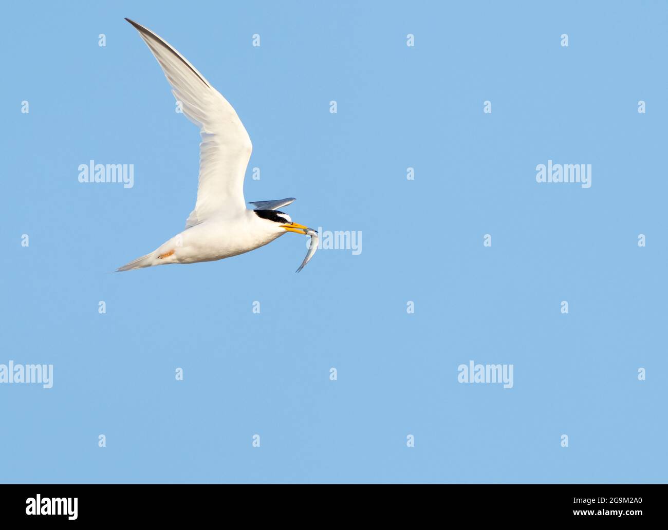 A Little Tern (Sternula albifrons) returning to it's chick with a fish ...