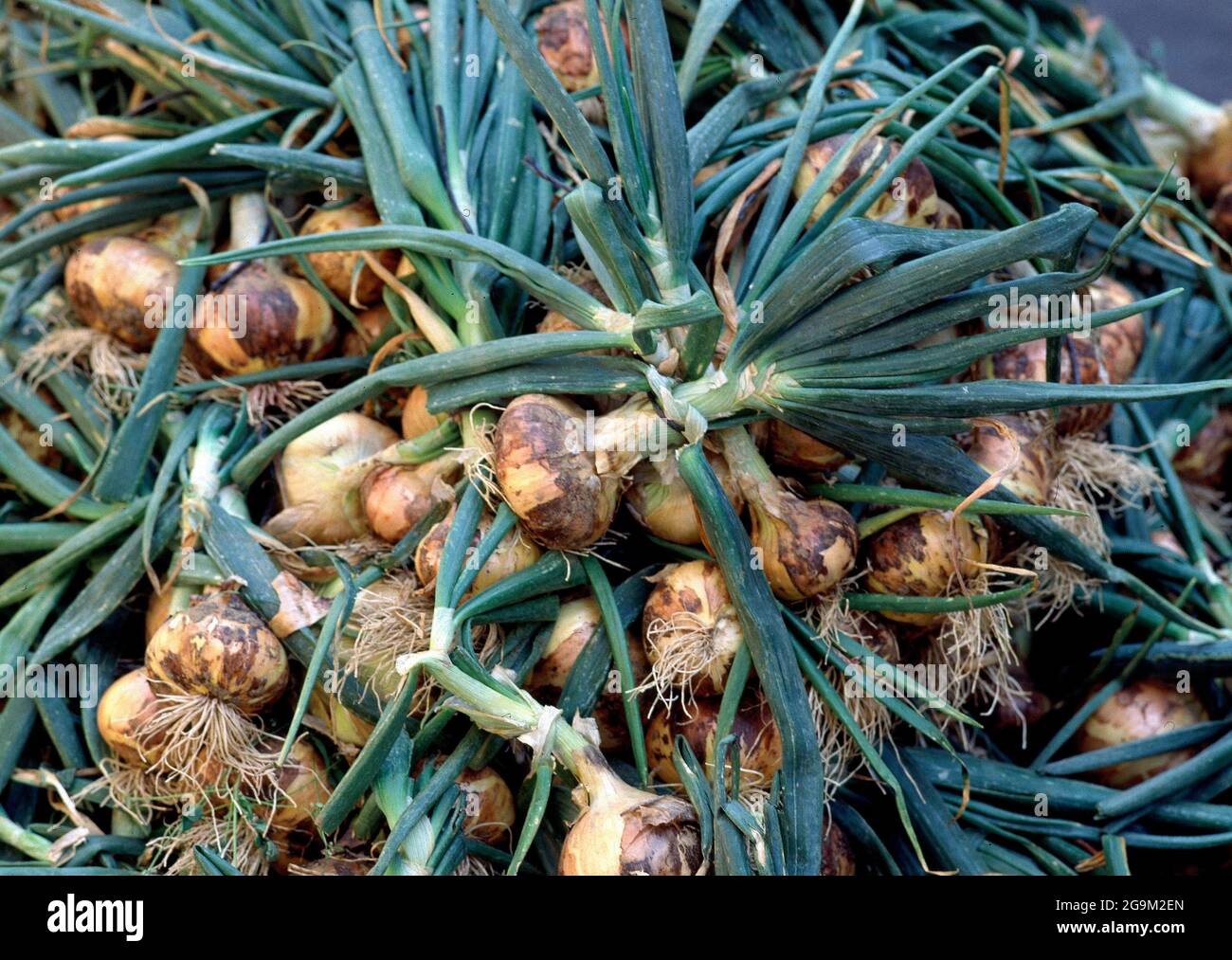 CEBOLLAS CON TALLO. Location: FIESTA SAN PEDRO (FERIA AJO). Zamora ...