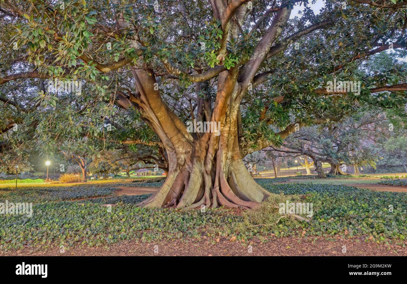 A tree photographed at night in Hyde Park in Perth in Western Australia ...