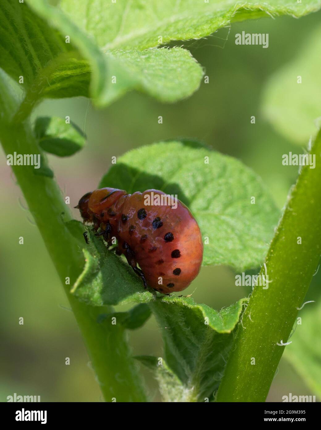 Colorado potato beetle larva on a potato stalk. Insect pest, close-up ...