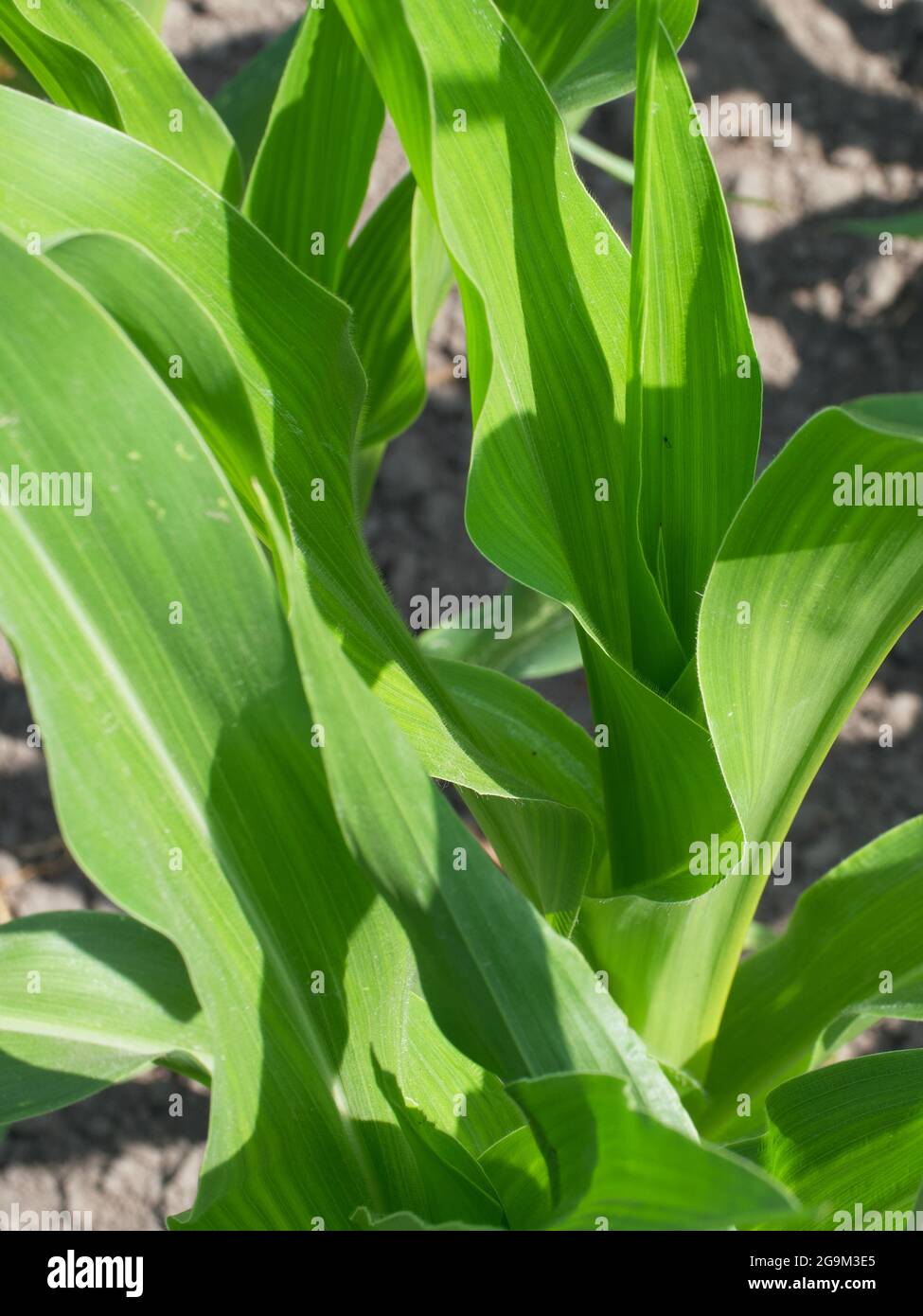 Overgrown corn. Corn stalks in the home garden Stock Photo - Alamy