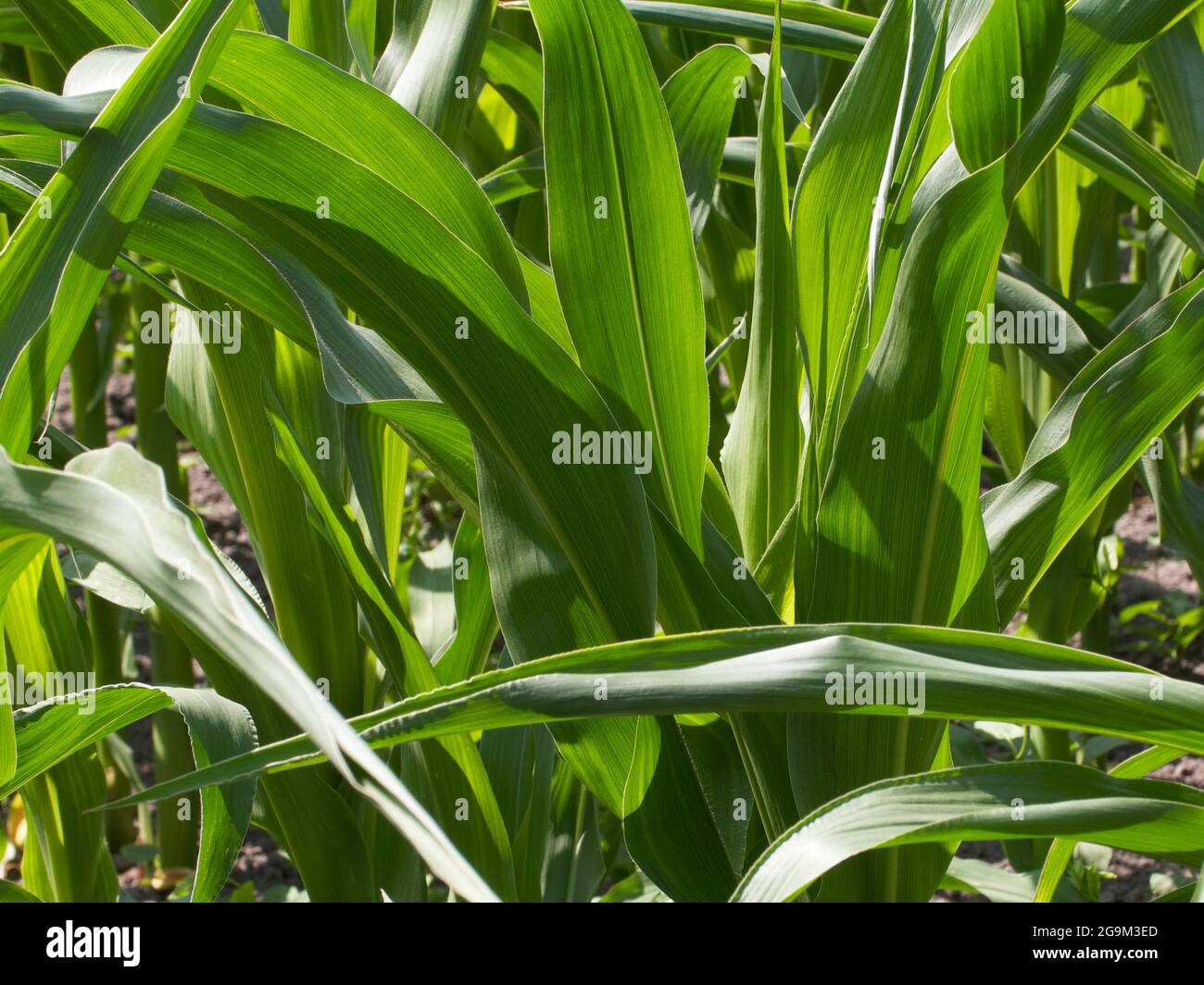 Corn garden hi-res stock photography and images - Alamy