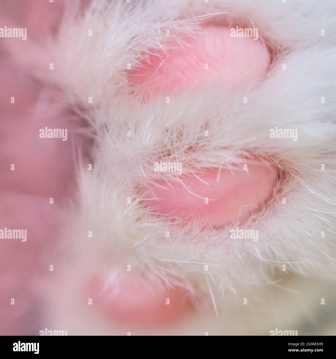 Red pads on the pet paw. White fur on the cat paw Stock Photo - Alamy