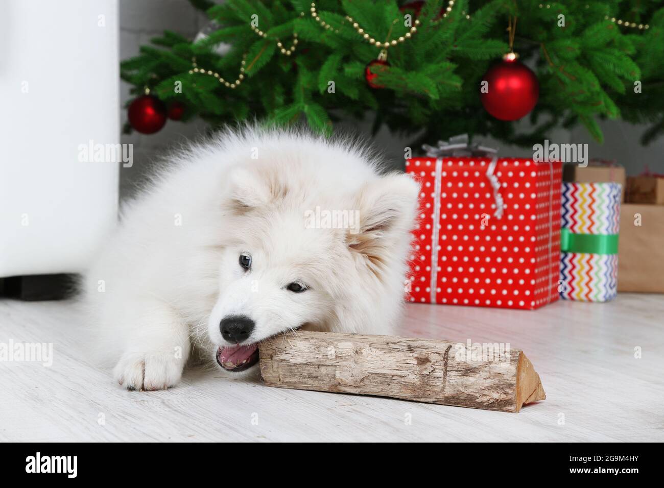 Playful Samoyed dog with firewood with Christmas tree on background ...
