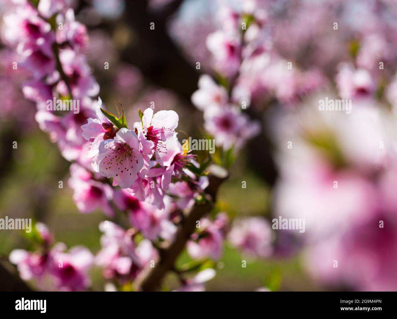 Close-up of blossoming of peach in the fields and meadows of Europe in ...