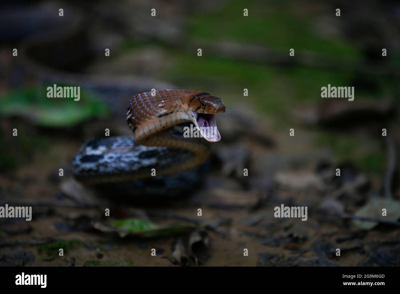 Kathmandu, Nepal. 27th July, 2021. A rescued copper headed trinket ...
