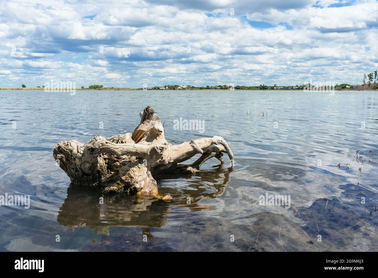 snag in the salt water of Malinovoe lake with cloudscape view Stock ...