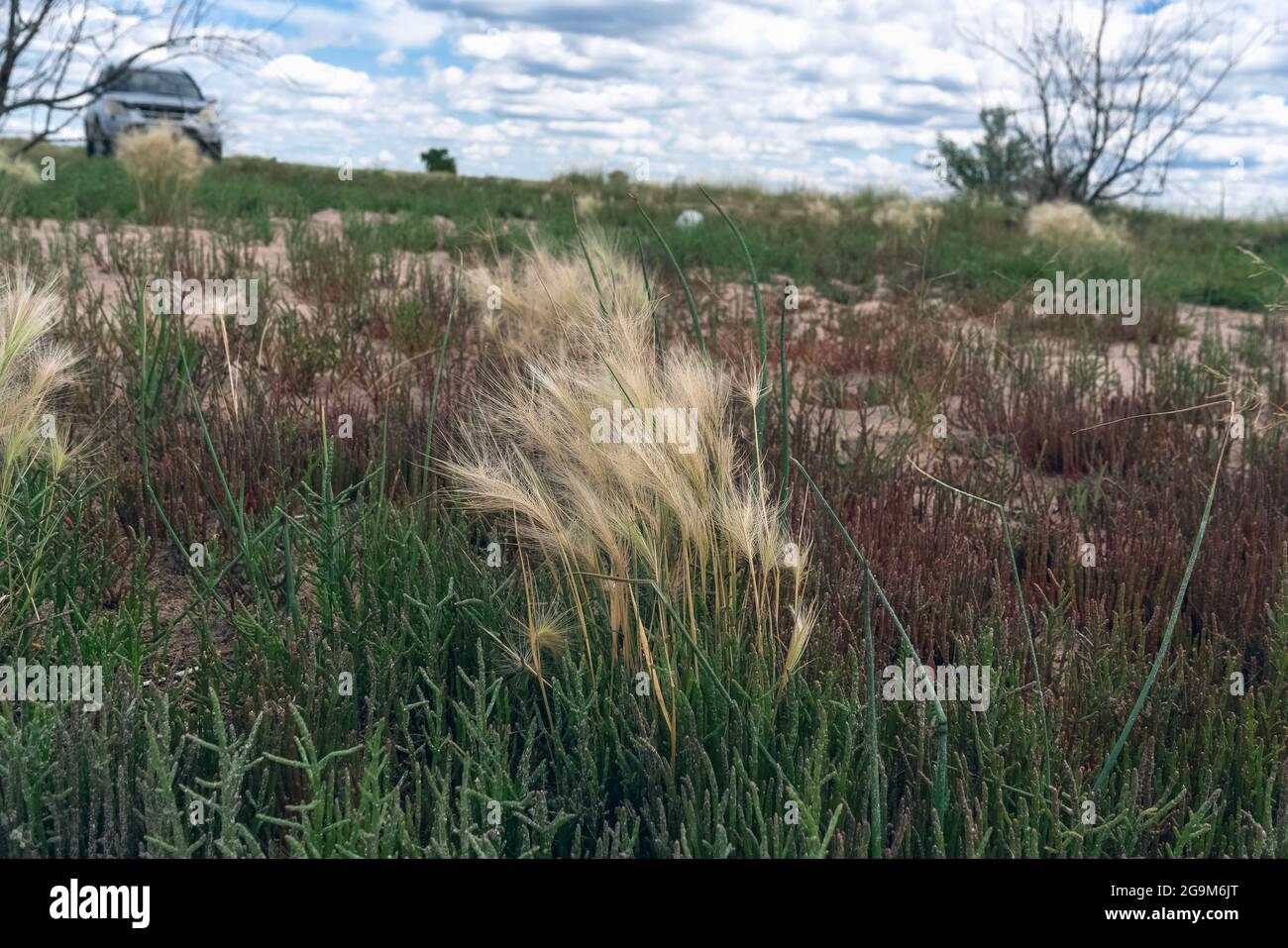steppe flora with feather grass and glasswort growing in salty and ...