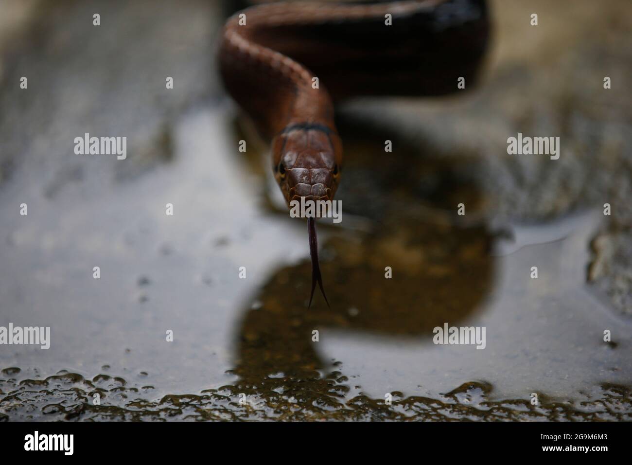 Kathmandu, Nepal. 27th July, 2021. A rescued copper headed trinket ...