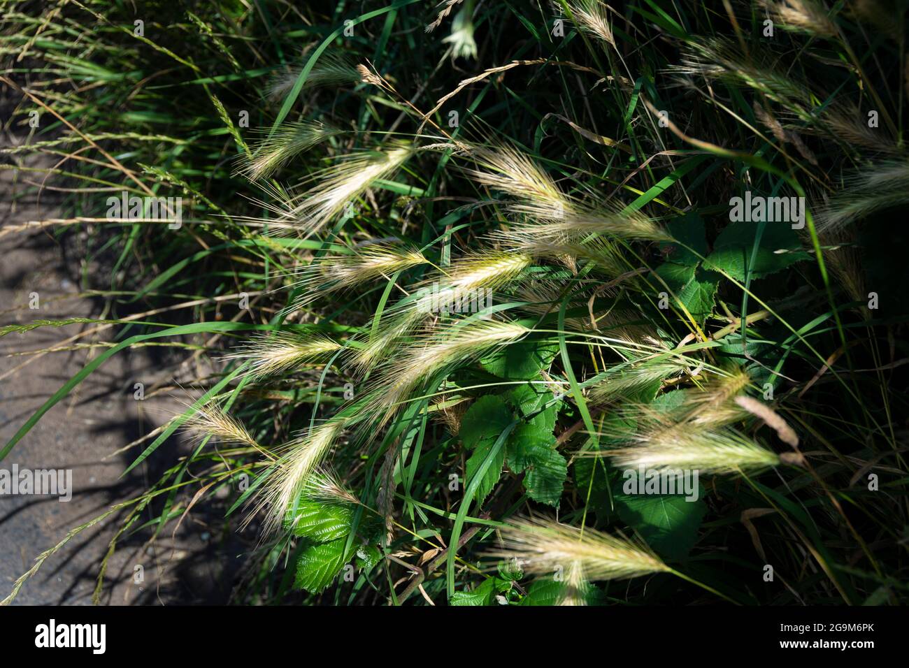 mouse barley growing from hedgerow. uk Stock Photo - Alamy