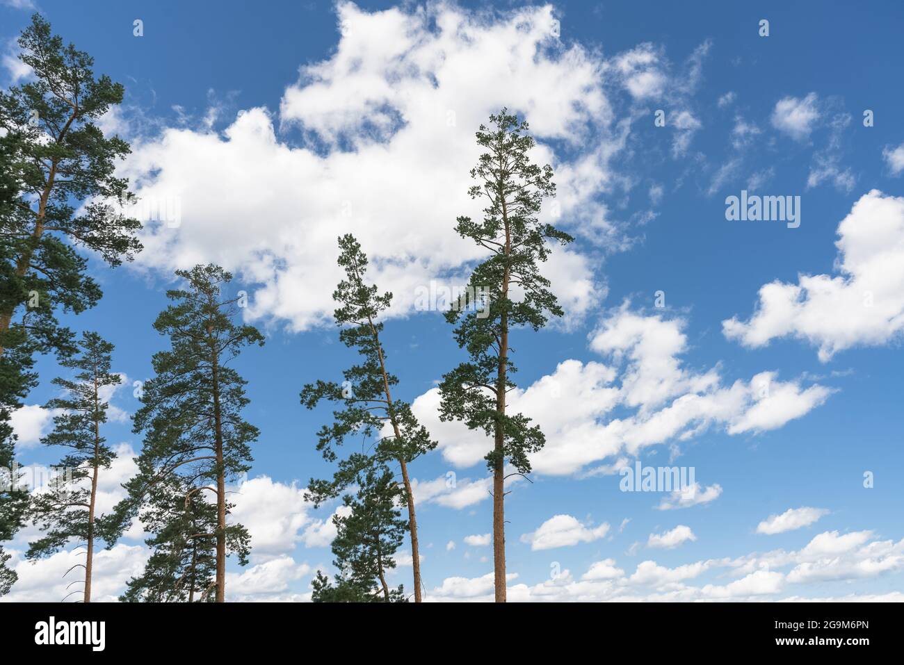tall spruce trees with beautiful cloudscapes on background at summertime Stock Photo - Alamy