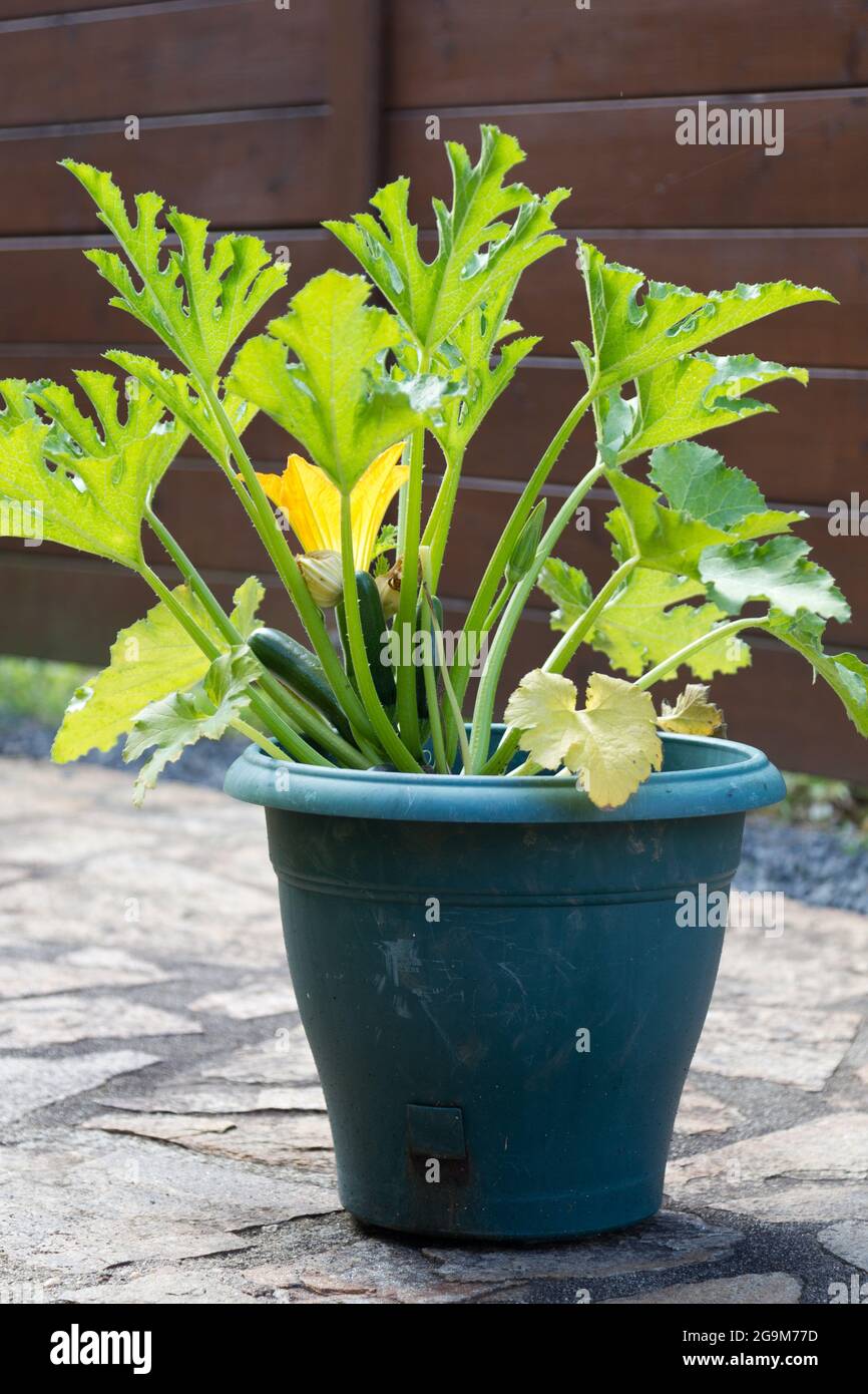 Courgettes growing in pot hi-res stock photography and images - Alamy
