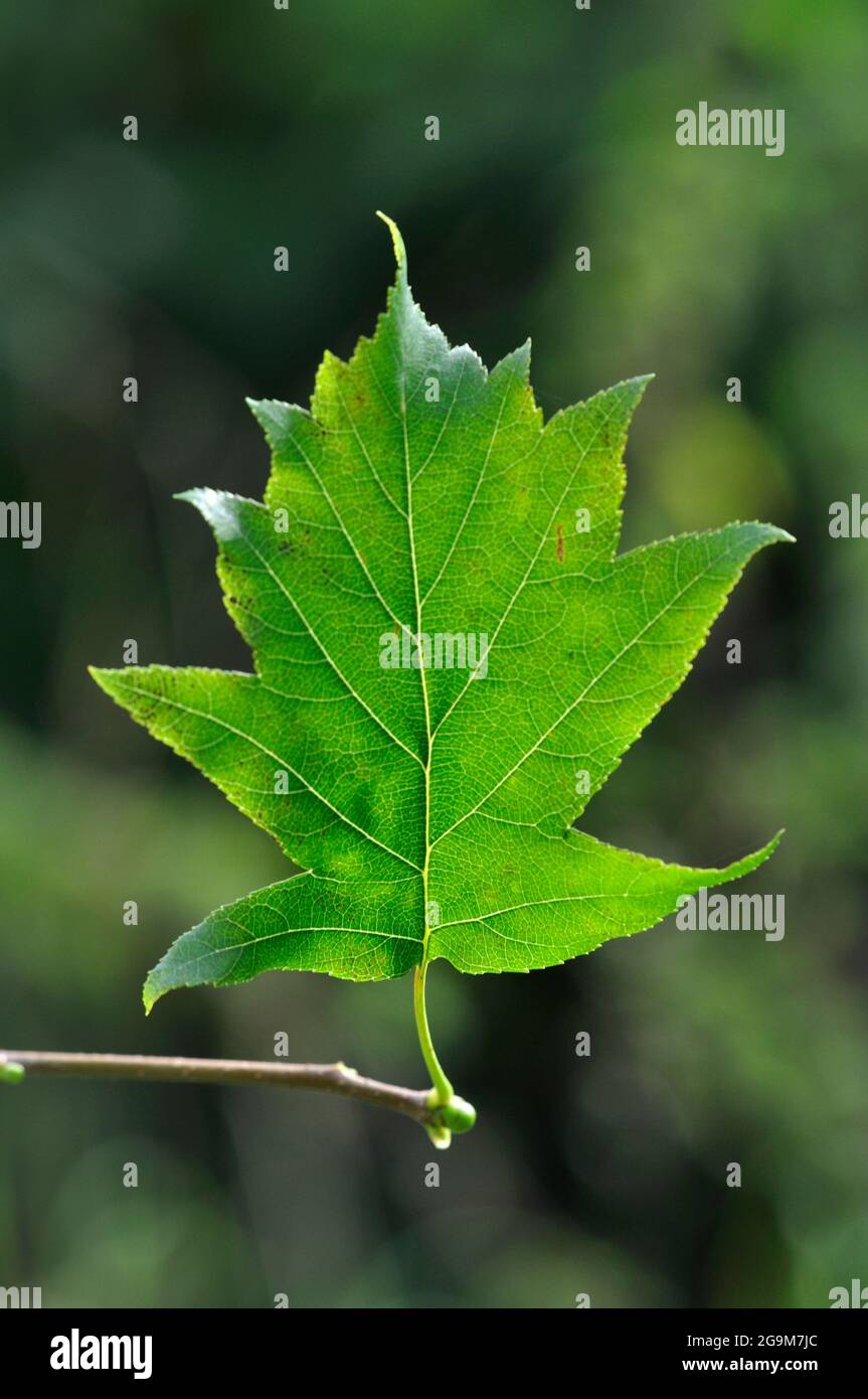 Wild service tree leaf. Dorset, UK October 2010 Stock Photo - Alamy