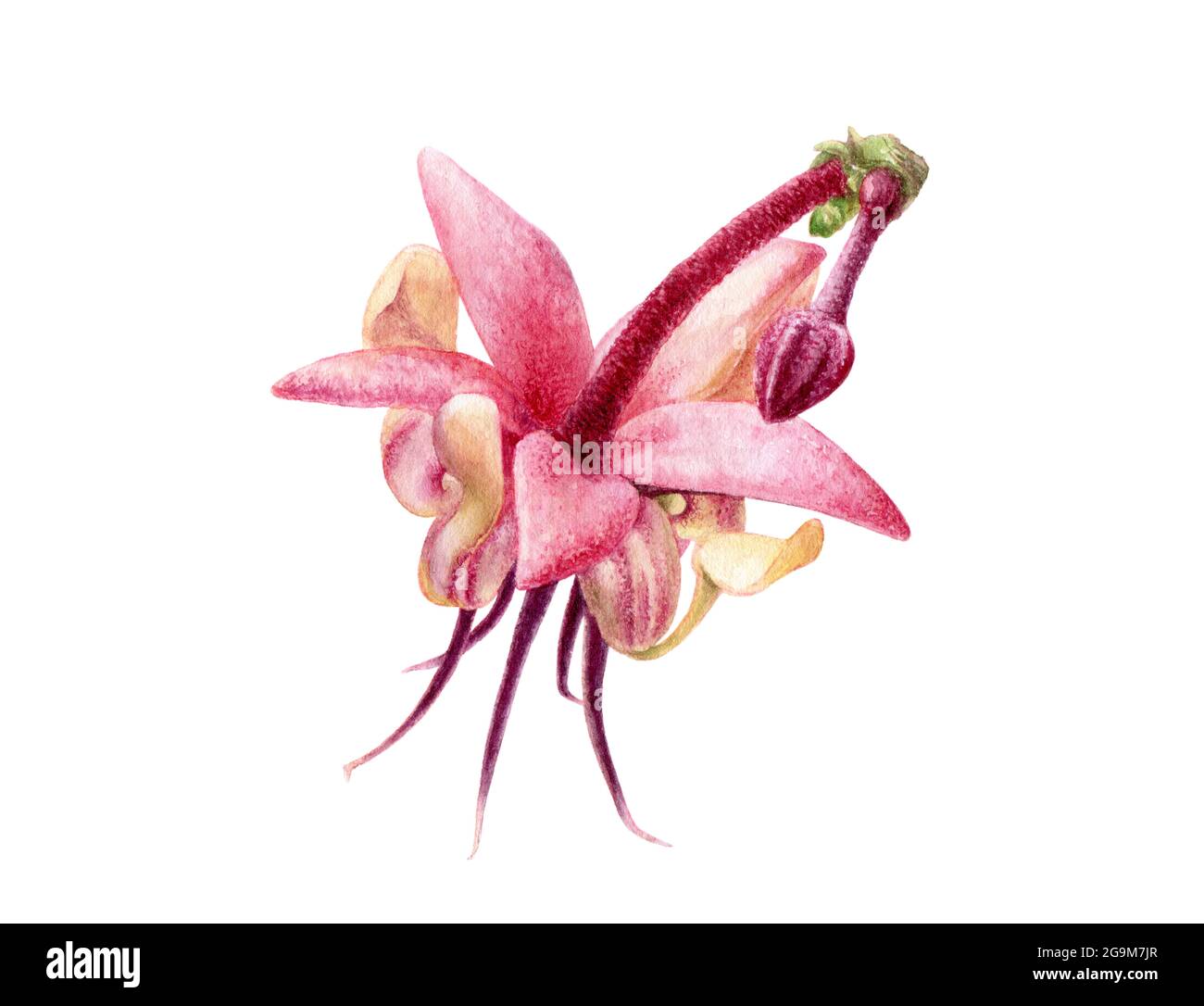 Cocoa flower watercolor illustration isolated on white background Stock ...